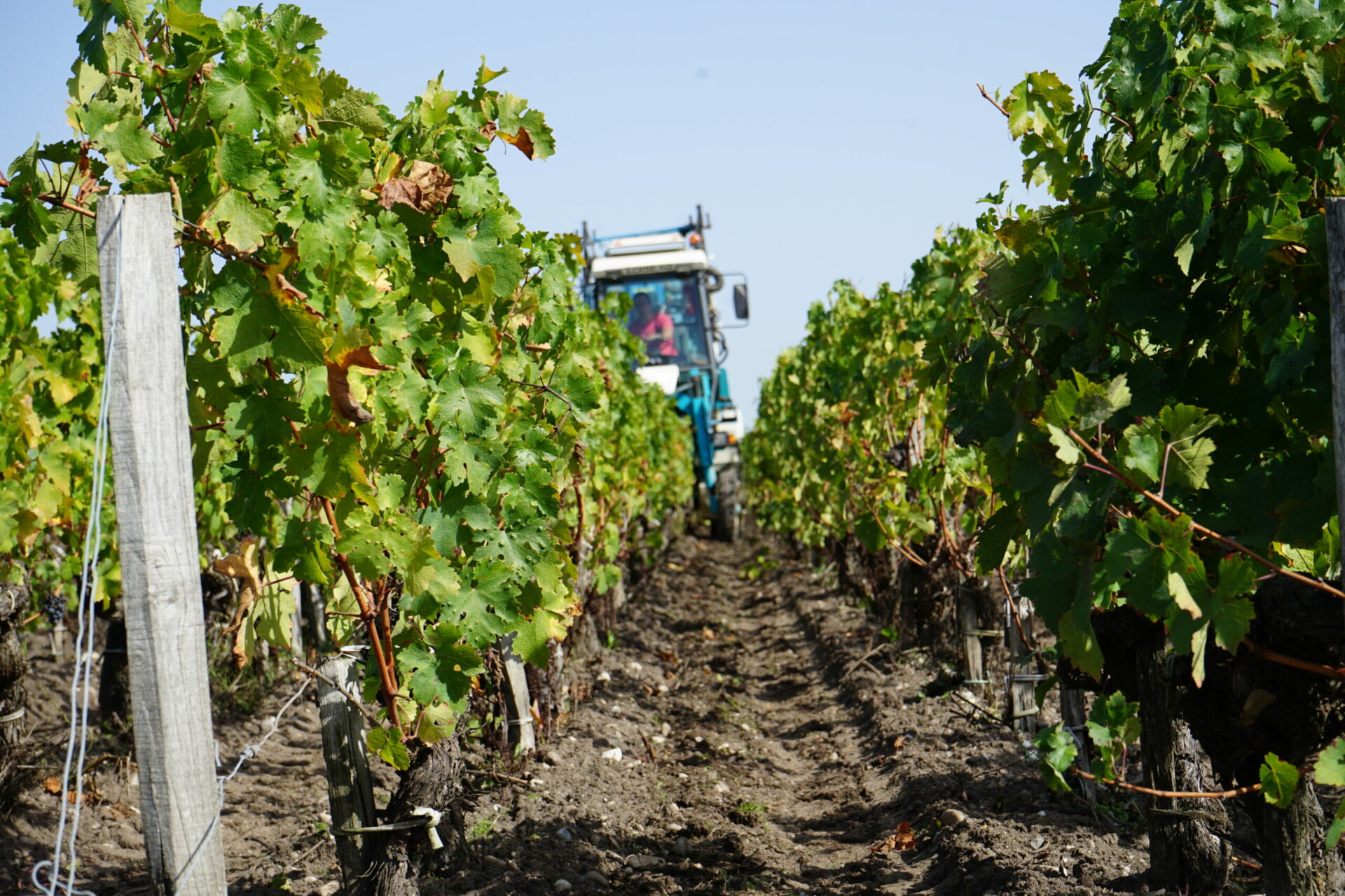 Tillage and grassing - Château Cantenac Brown